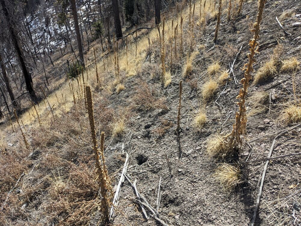 Potato Canyon Scouting 2025 – Sagebrush Trails