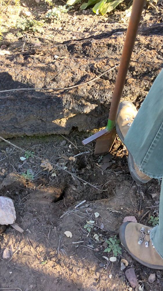 Red Canyon Tree Planting 2025 – Sagebrush Trails